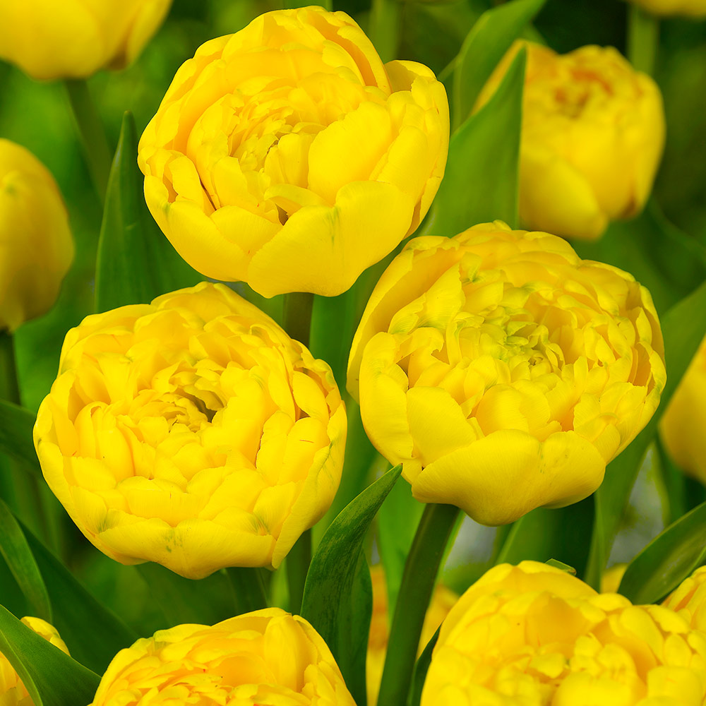 Тюльпан Yellow Pomponette • купити Тюльпан Yellow Pomponette за ціною ...